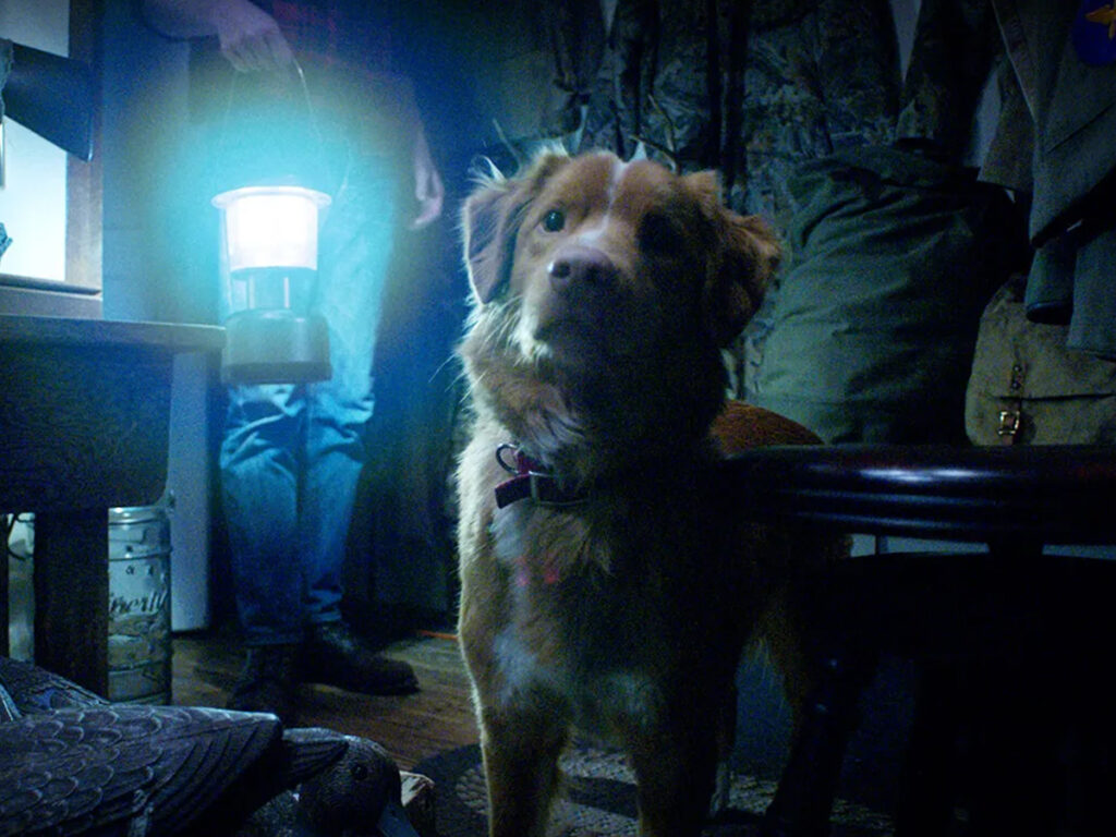 Watch trailer for 'Good Boy', a horror movie from a dog's POV
