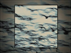 Bellbird – ‘The Call’ album review